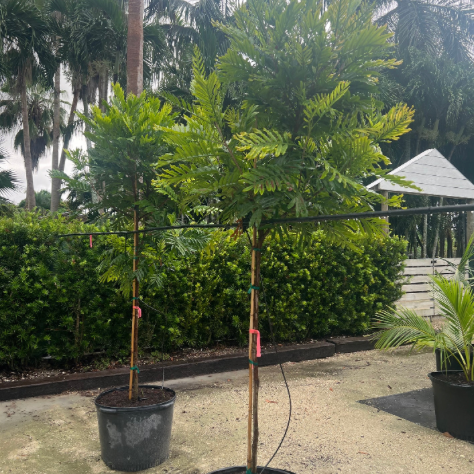 Tree - Japanese Fern | Tinez Farms